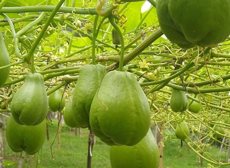 Products – EV Produce